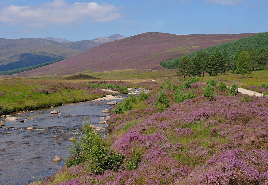 Flowers of Scotland – where will we see your likes in glens? – Must See ...