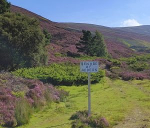 Where to see heather – well worth seeing, especially in August – Must ...
