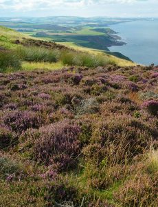 Where to see heather - well worth seeing, especially in August - Must ...