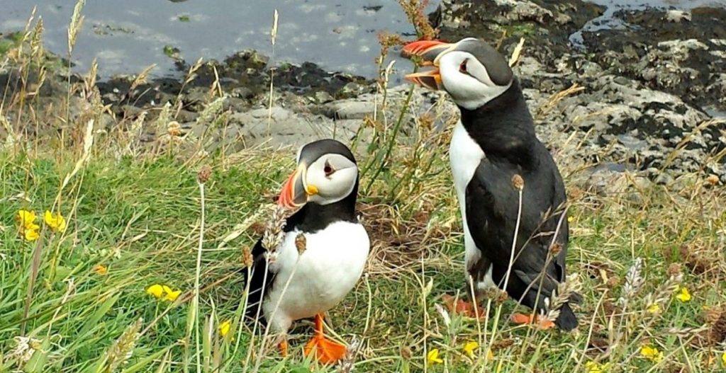 Puffins in Scotland - MUST SEE SCOTLAND
