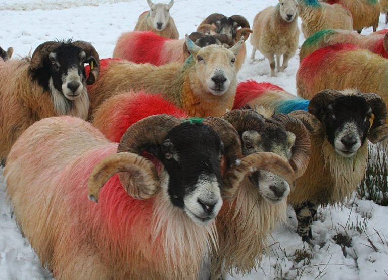 Sheep in Scotland – In Pursuit of the Cute